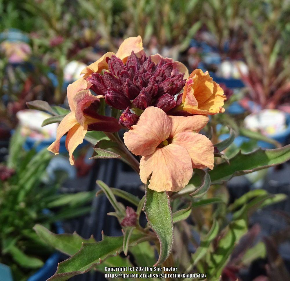 Perennial Wallflower (Erysimum 'Pastel Patchwork') - Garden.org