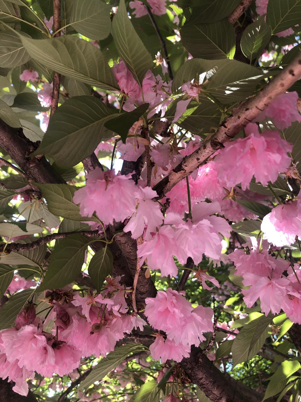 Is this a Prunus Kanzan Cherry Tree, or something else? in the Ask a ...