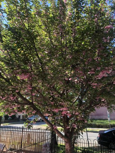 Is this a Prunus Kanzan Cherry Tree, or something else? in the Ask a ...