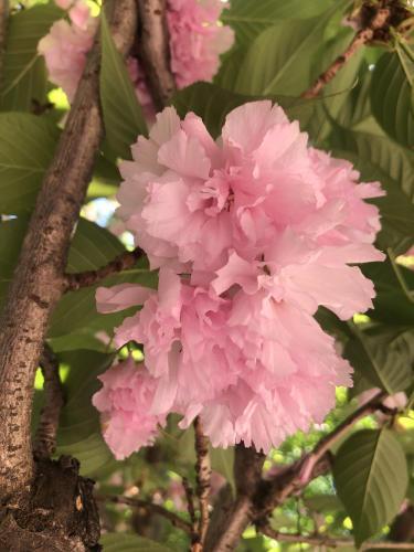 Is this a Prunus Kanzan Cherry Tree, or something else? in the Ask a ...