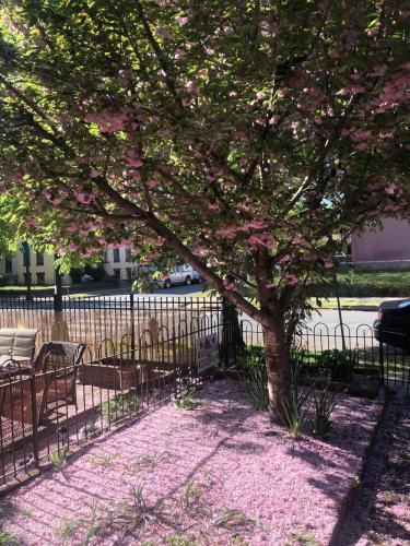 Is this a Prunus Kanzan Cherry Tree, or something else? in the Ask a ...