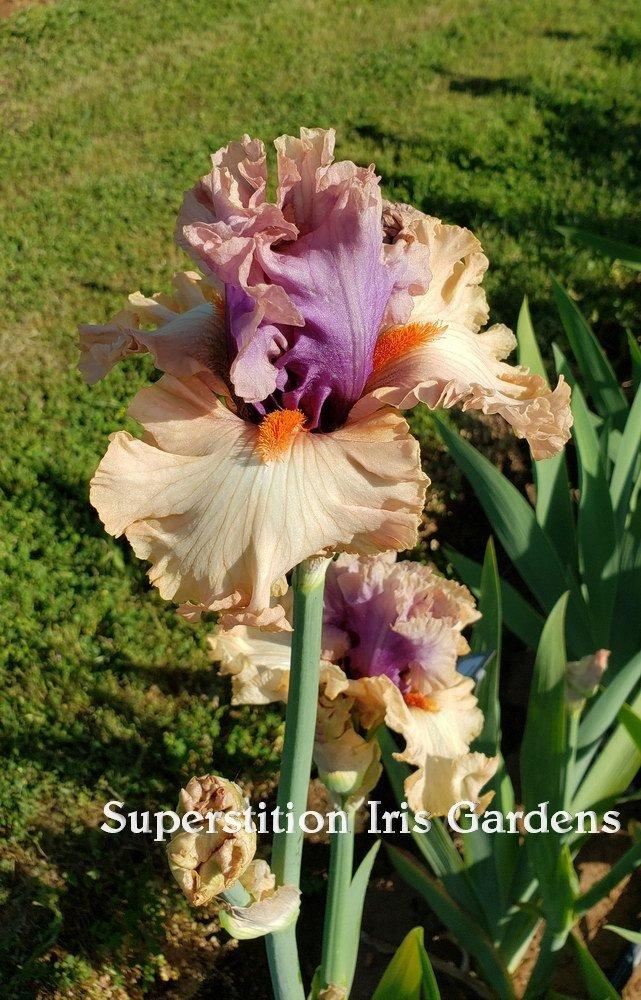 Photo of the bloom of Tall Bearded Iris (Iris 'Power Struggle') posted ...