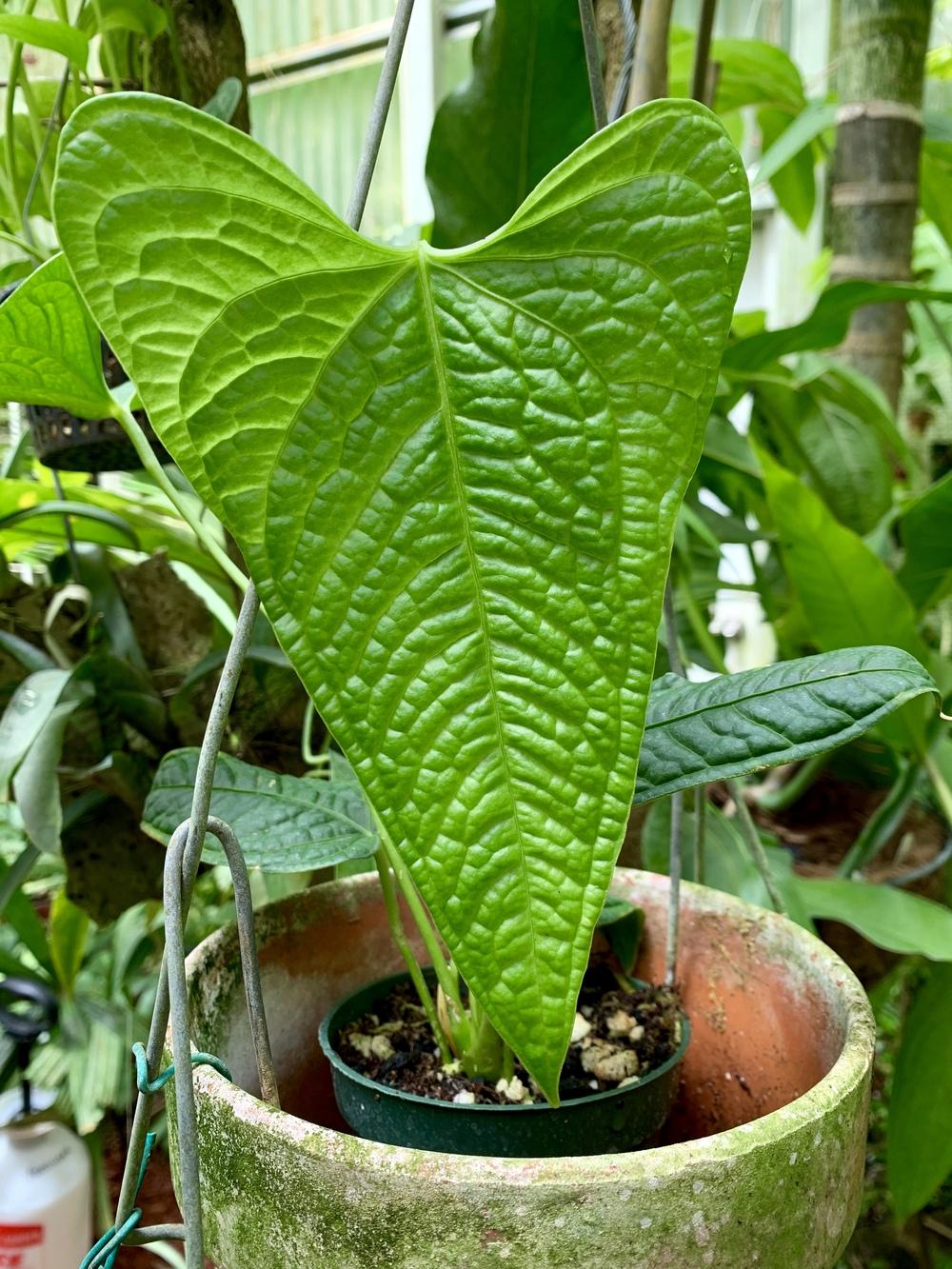 'Endless Forms Most Beautiful' The aroid photo gallery in the ...