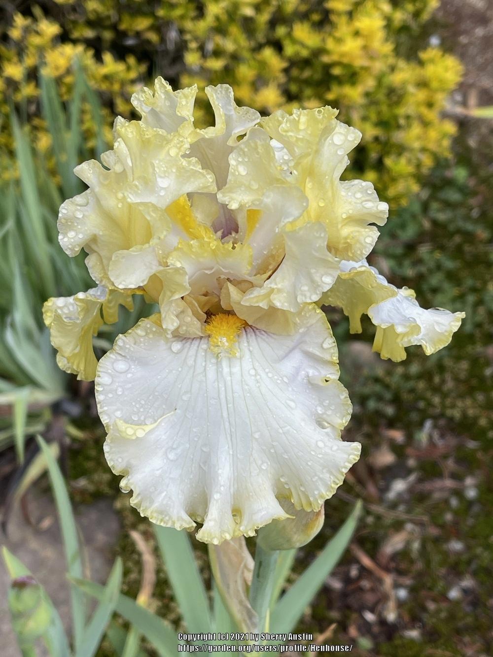 Tall Bearded Iris (Iris 'Extra Crispy') in the Irises Database - Garden.org
