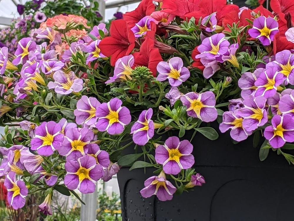 Calibrachoas: Plant Care and Collection of Varieties - Garden.org