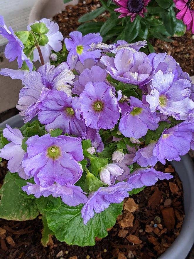 Primroses: Plant Care and Collection of Varieties - Garden.org