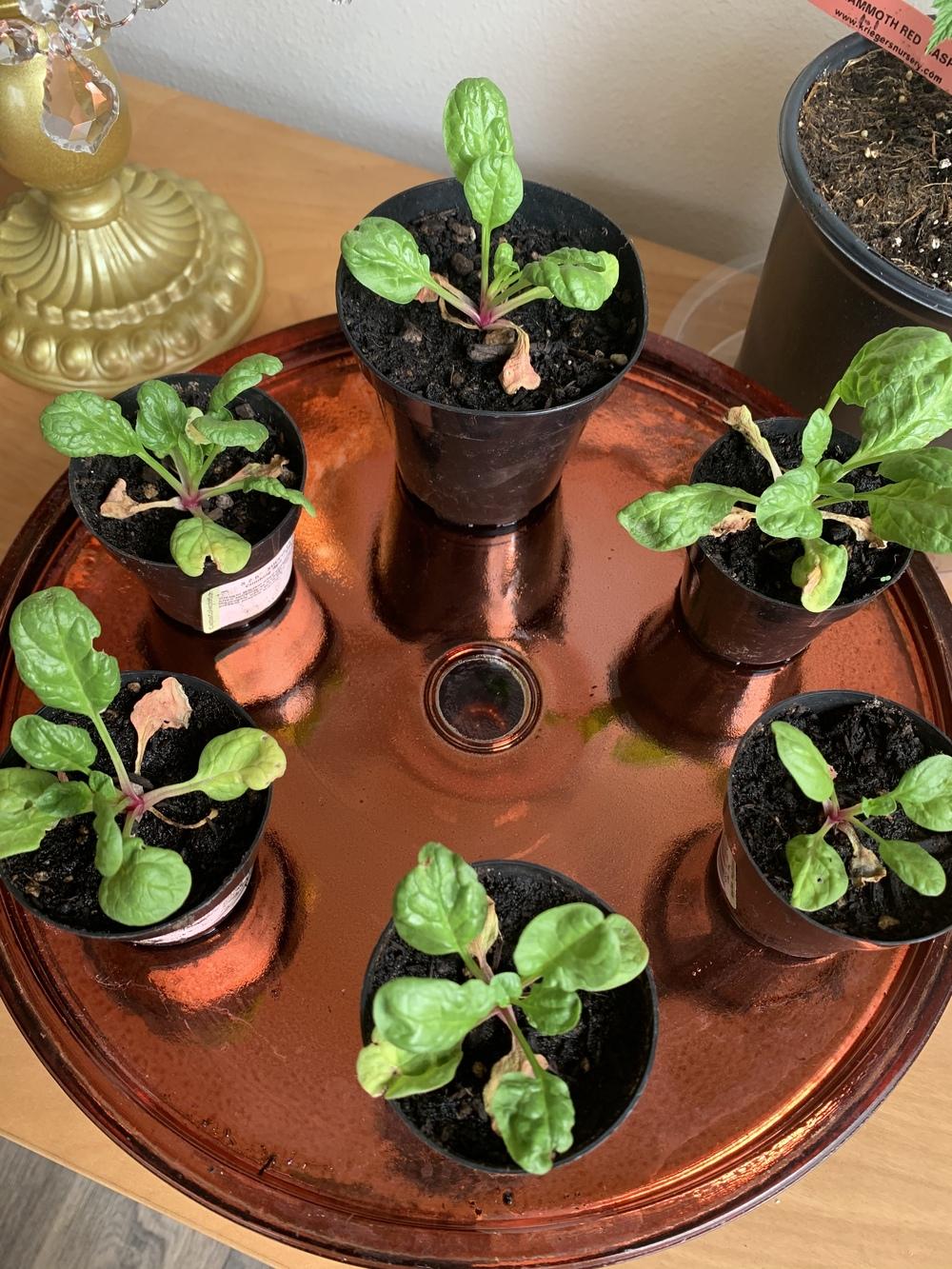 Help with veggie ID please? in the Plant ID forum - Garden.org