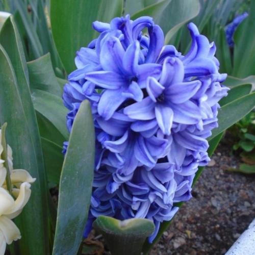 Hyacinth (Hyacinthus orientalis 'Aqua') in the Hyacinths Database ...