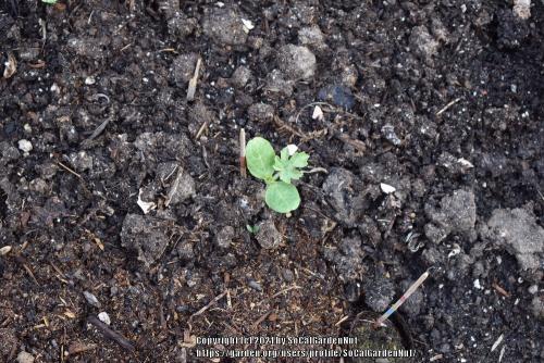 2021 Melon Thread in the Vegetables and Fruit forum - Garden.org