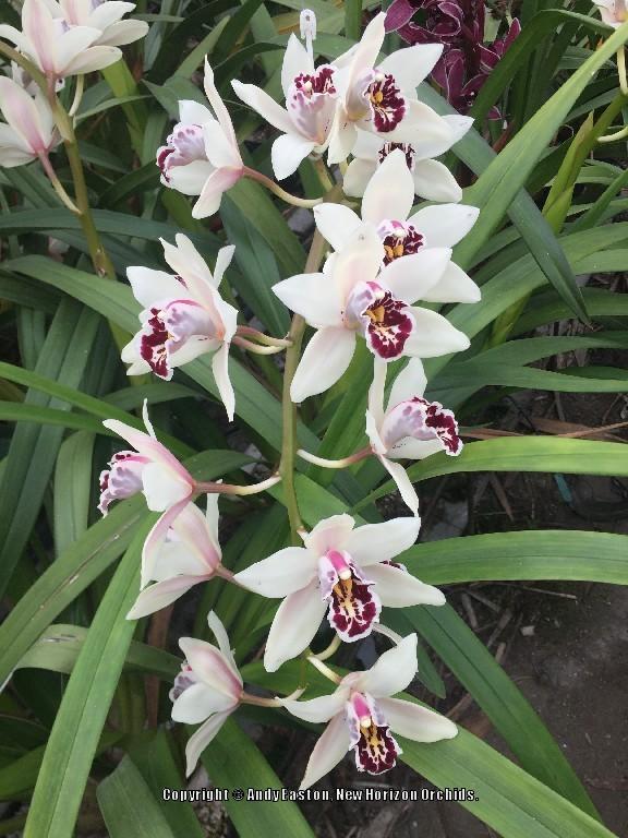 Orchid (Cymbidium sanderae 'Emma Menninger') - Garden.org