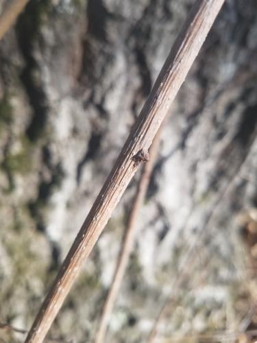 Extremely aggressive vine in the Plant ID forum - Garden.org