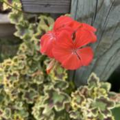 Photo of the entire plant of Zonal Geranium (Pelargonium x hortorum ...