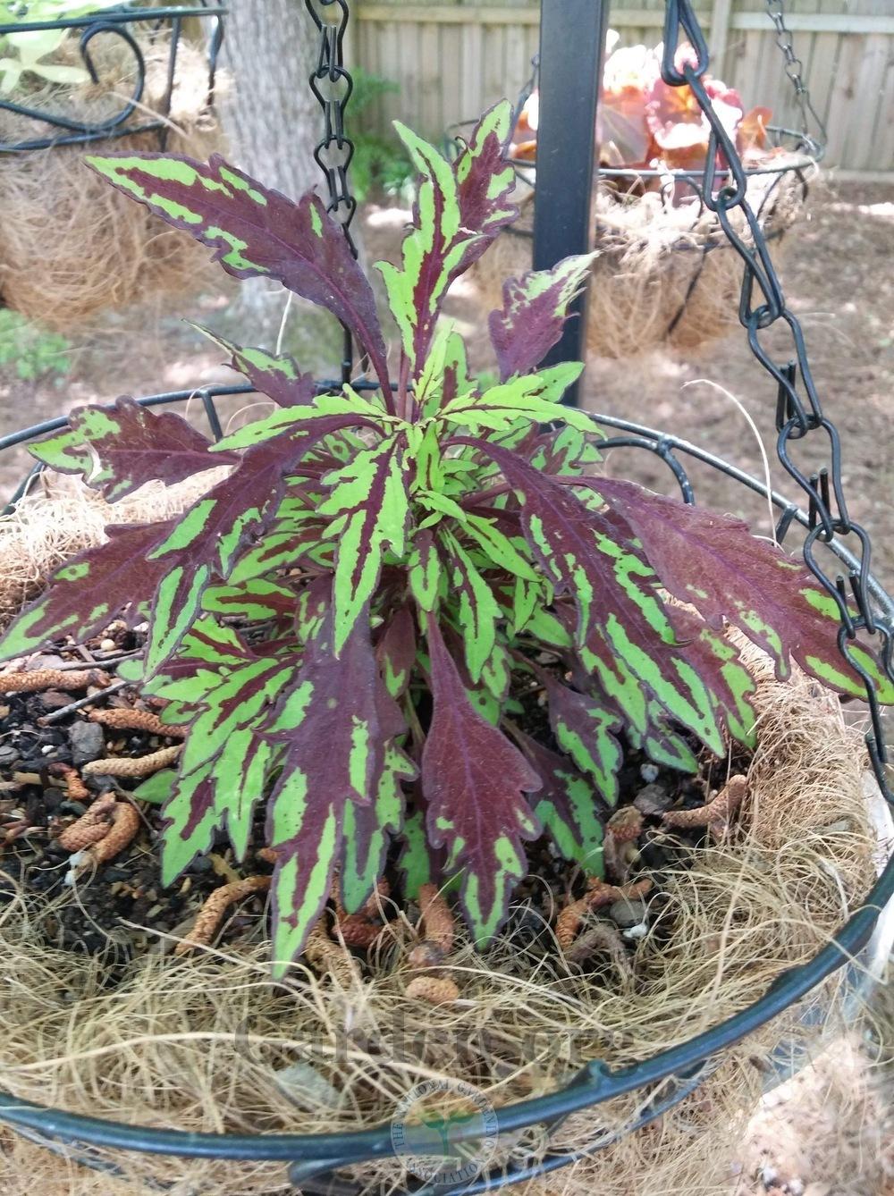 Coleus (Coleus scutellarioides FlameThrower™ Chipotle) in the Coleus ...