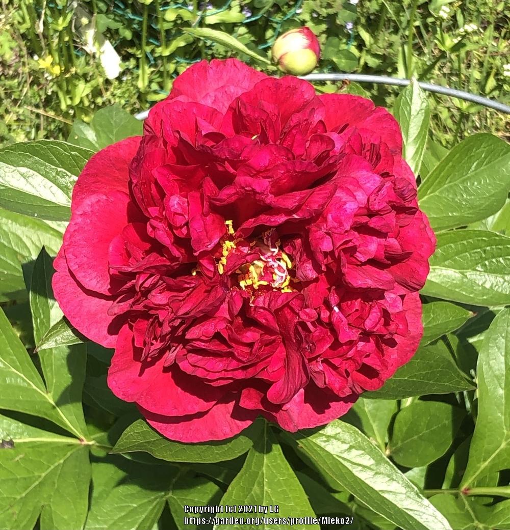 Peony (Paeonia 'Blood Moon') in the Peonies Database - Garden.org