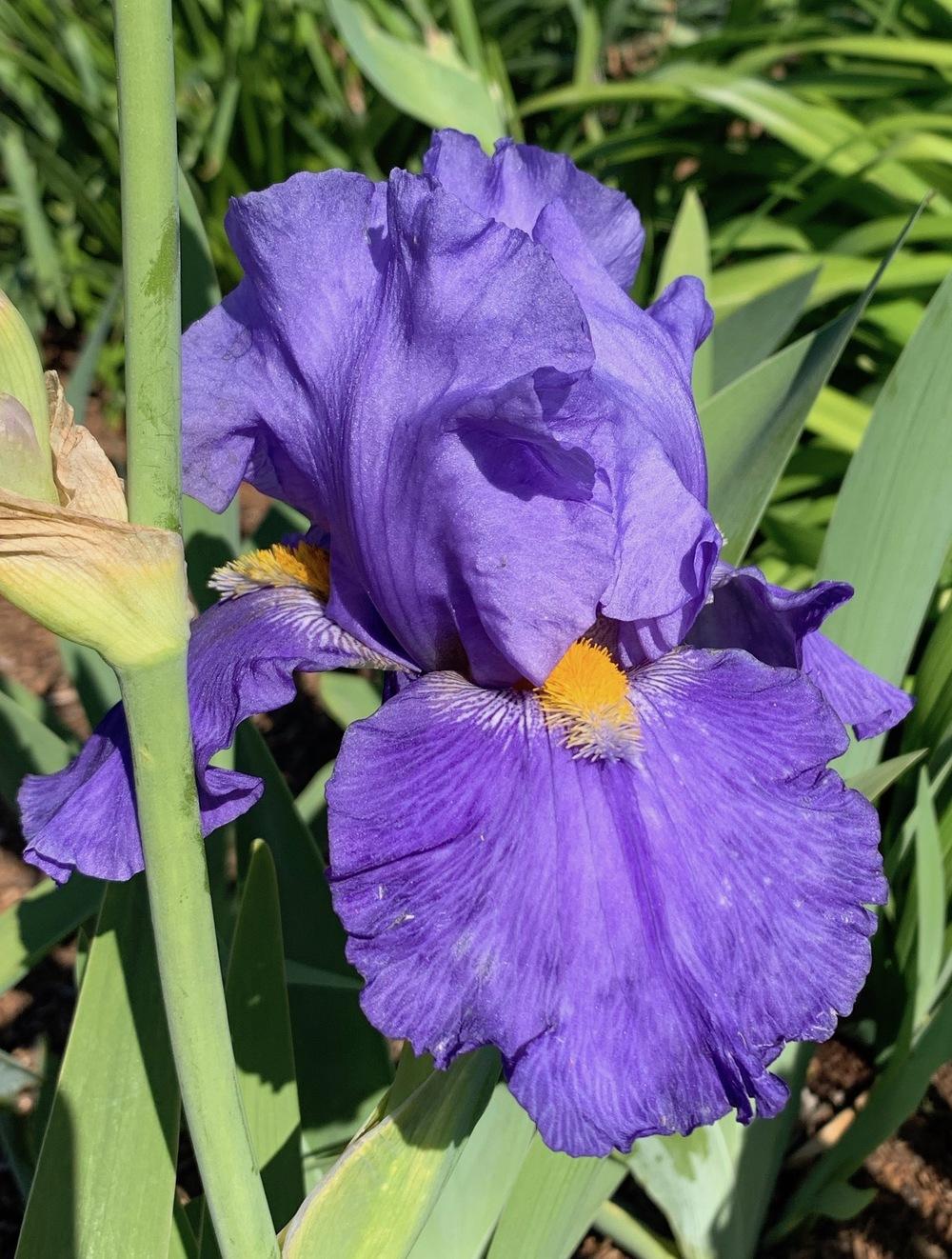 Tall Bearded Iris (Iris 'Howlin Mad') in the Irises Database - Garden.org