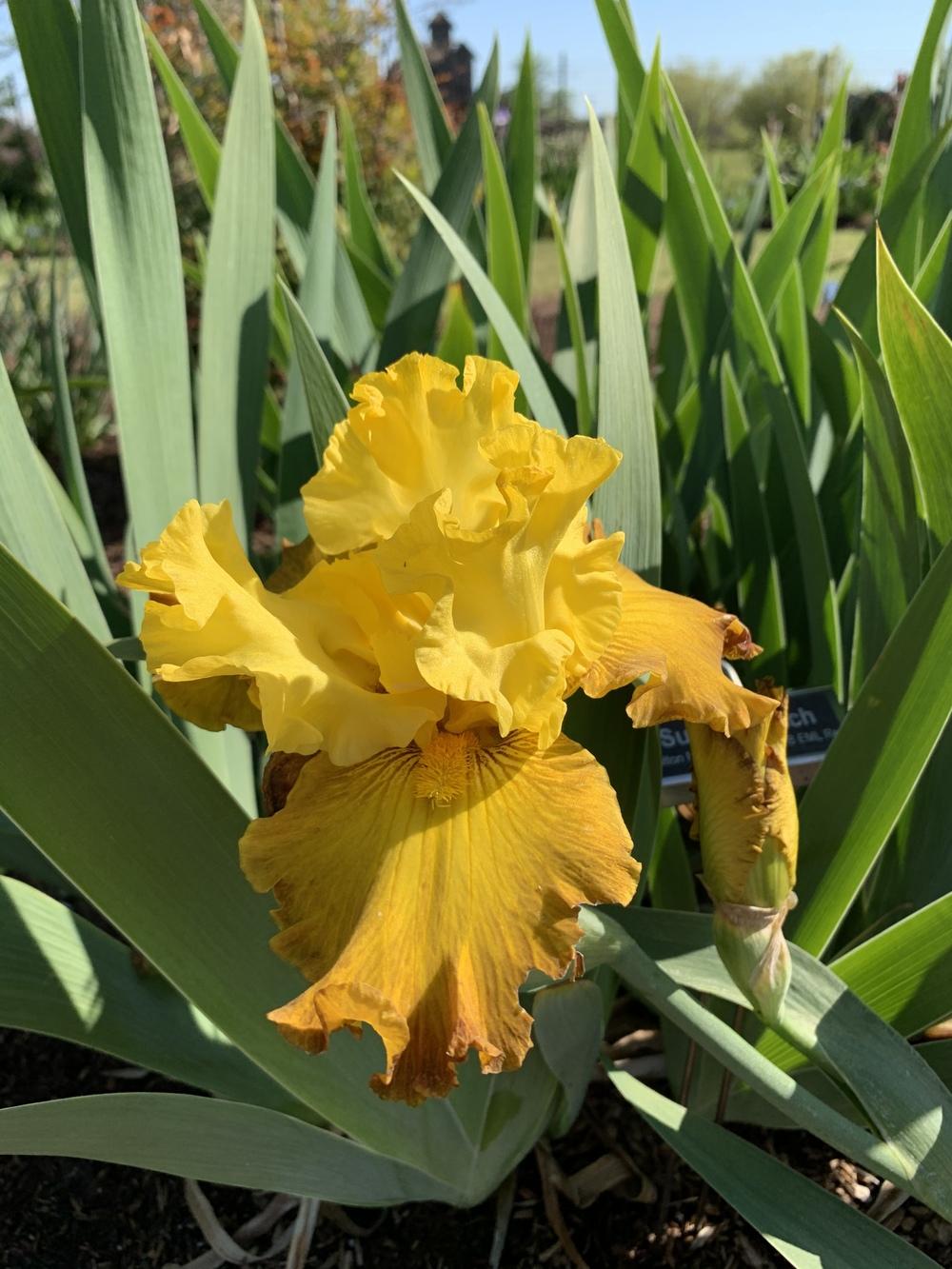 Tall Bearded Iris (Iris 'Flash Gordon') in the Irises Database - Garden.org