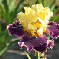 Photo of the bloom of Tall Bearded Iris (Iris 'Football Hero') posted ...