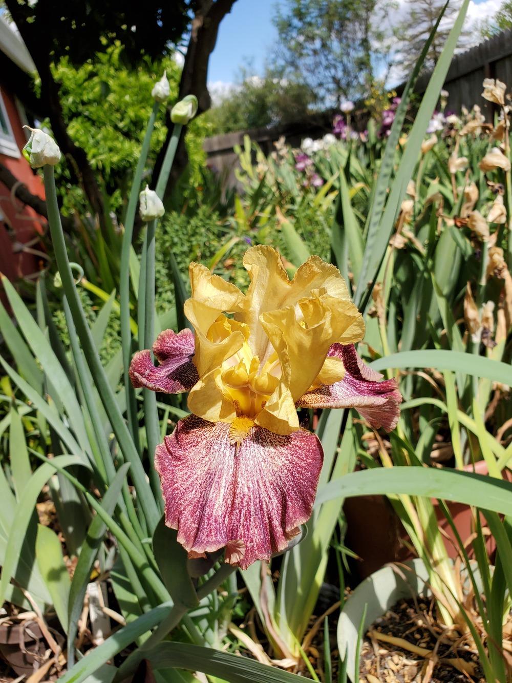 Tall Bearded Iris (Iris 'Howling at the Moon') in the Irises Database ...