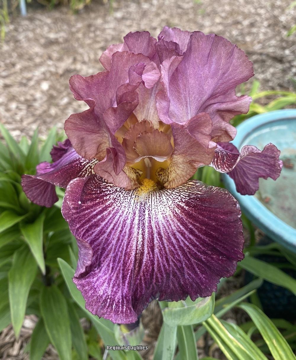 Tall Bearded Iris (Iris 'Changing Winds') in the Irises Database ...