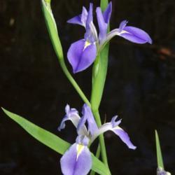Species Iris (Iris hexagona) in the Irises Database - Garden.org
