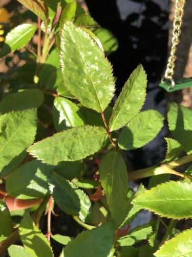 Rose leaf irregular shapes and pucker marks in the Roses forum - Garden.org