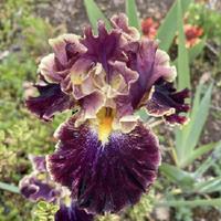 Photo of the bloom of Tall Bearded Iris (Iris 'Exploding Galaxy ...