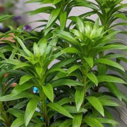 Lily (Lilium 'Albufeira') in the Lilies Database - Garden.org