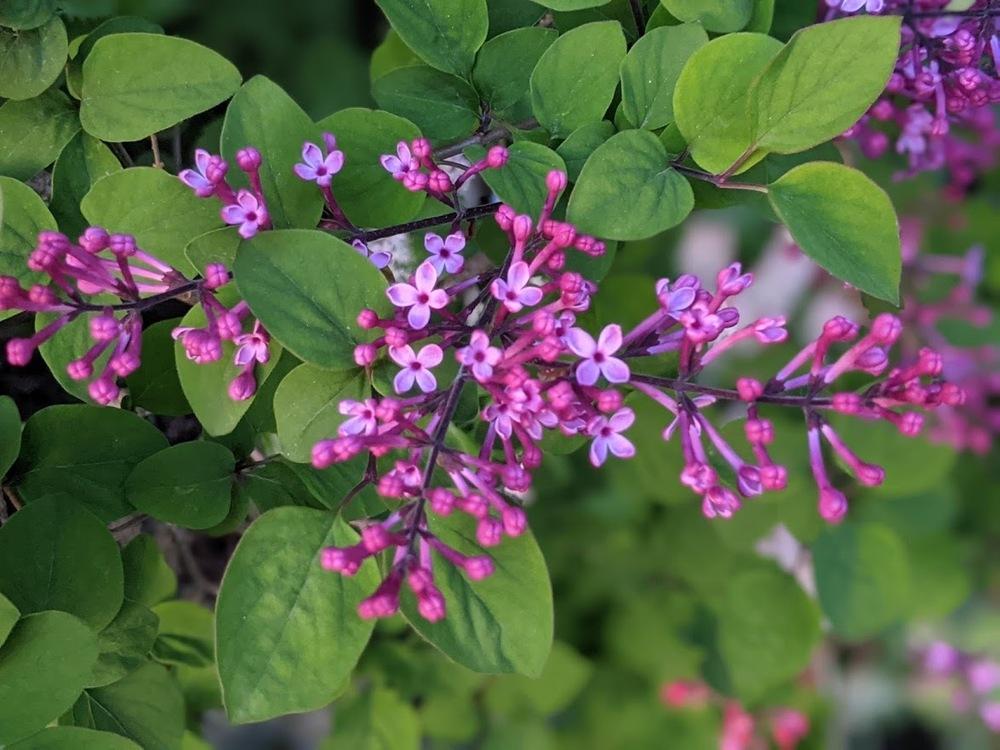Photo of the entire plant of Weeping Lilac (Syringa pubescens subsp ...