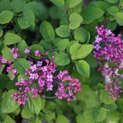 Weeping Lilac (Syringa pubescens subsp. microphylla 'George Eastman ...