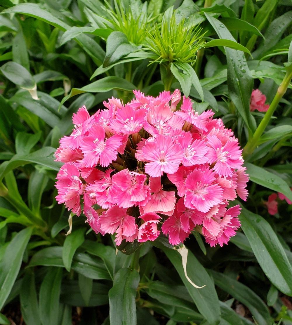 Dianthus Jolt™ Pink Magic in the Dianthus Database - Garden.org