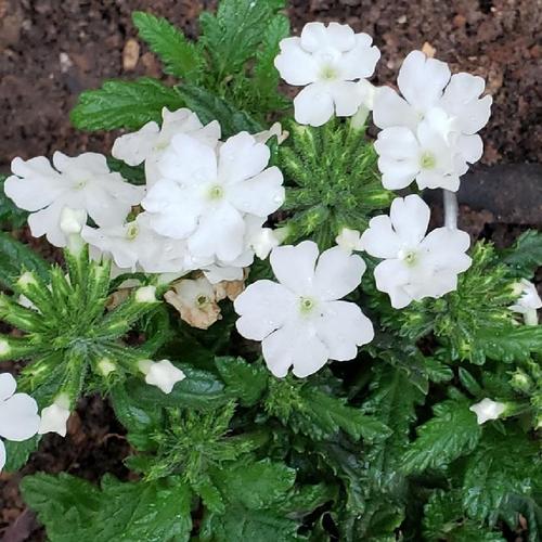 Verbena (Verbena x hybrida Firehouse™ White) - Garden.org