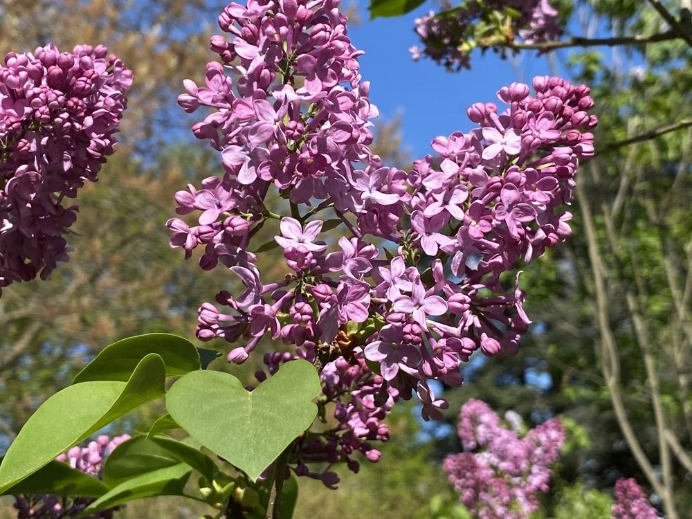 Lilacs: Plant Care and Collection of Varieties - Garden.org