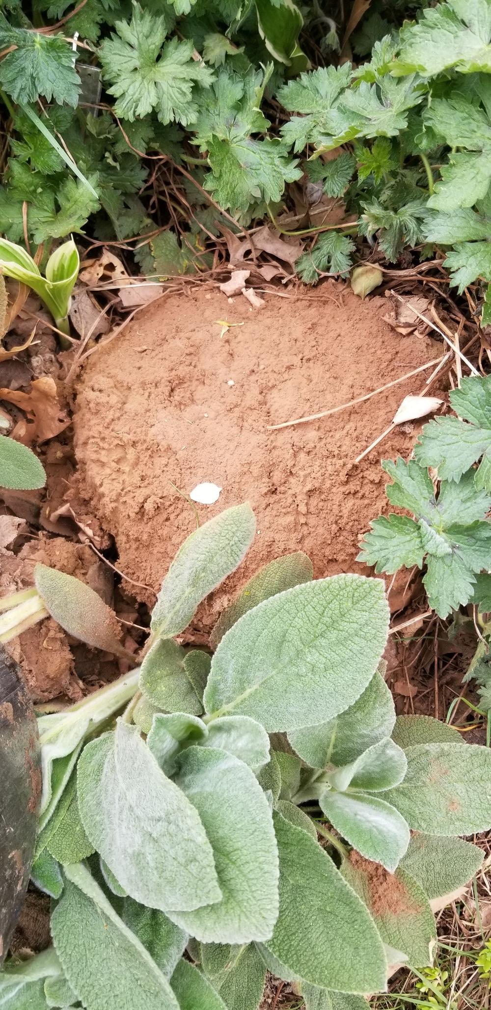 Garden fungus identification in the Ask a Question forum - Garden.org