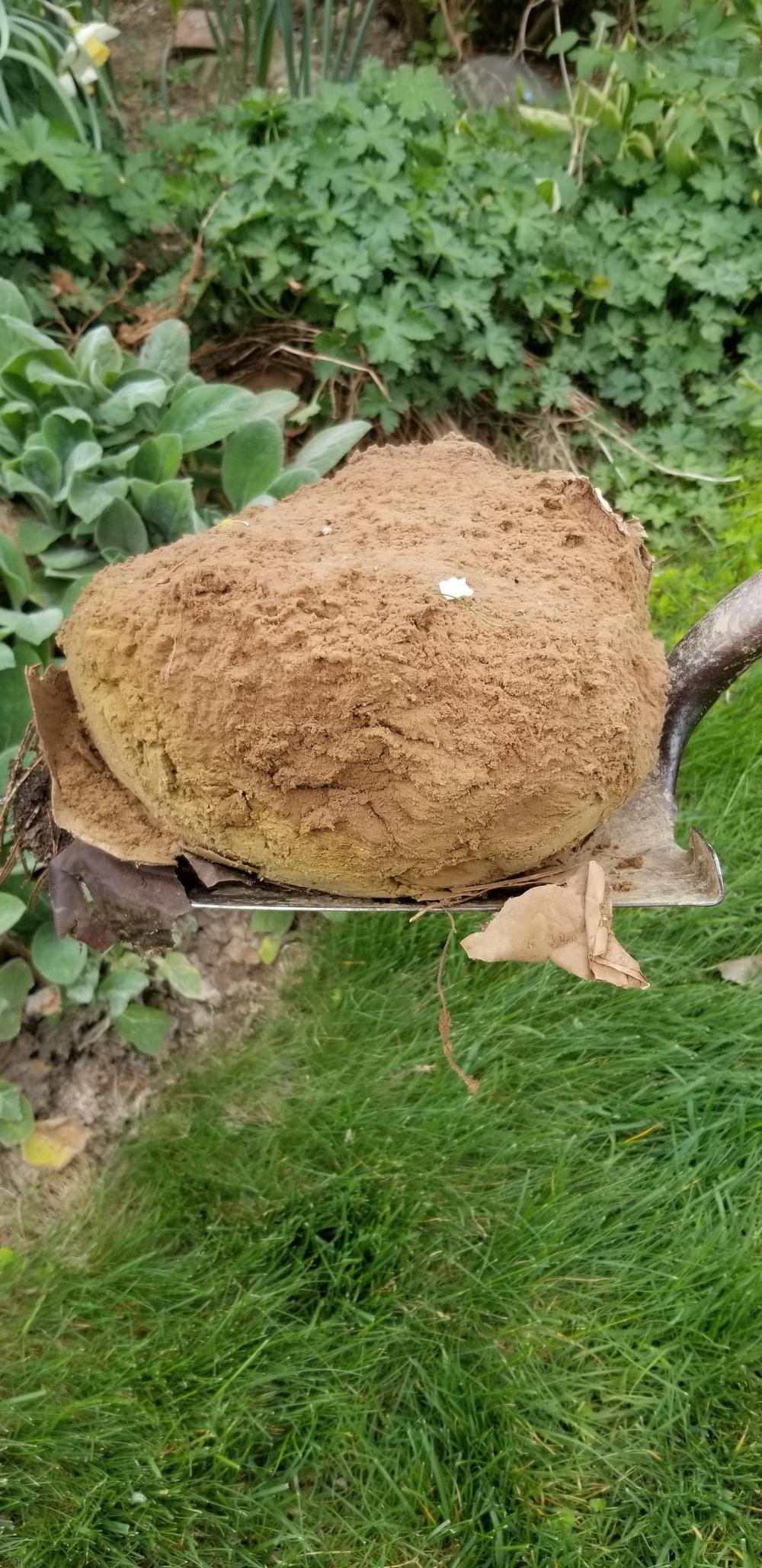 Garden fungus identification in the Ask a Question forum - Garden.org