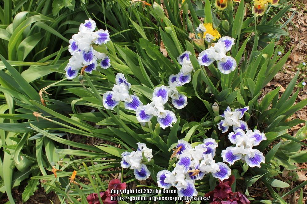 Photo of the entire plant of Standard Dwarf Bearded Iris (Iris 'Open ...