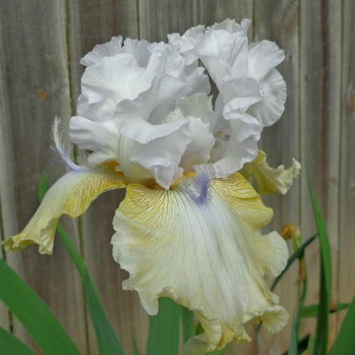 2021 Iris Season in the Irises forum - Garden.org