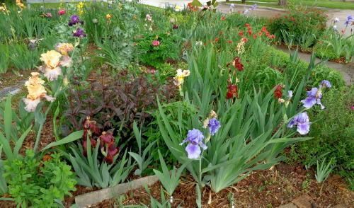 2021 Iris Season in the Irises forum - Garden.org