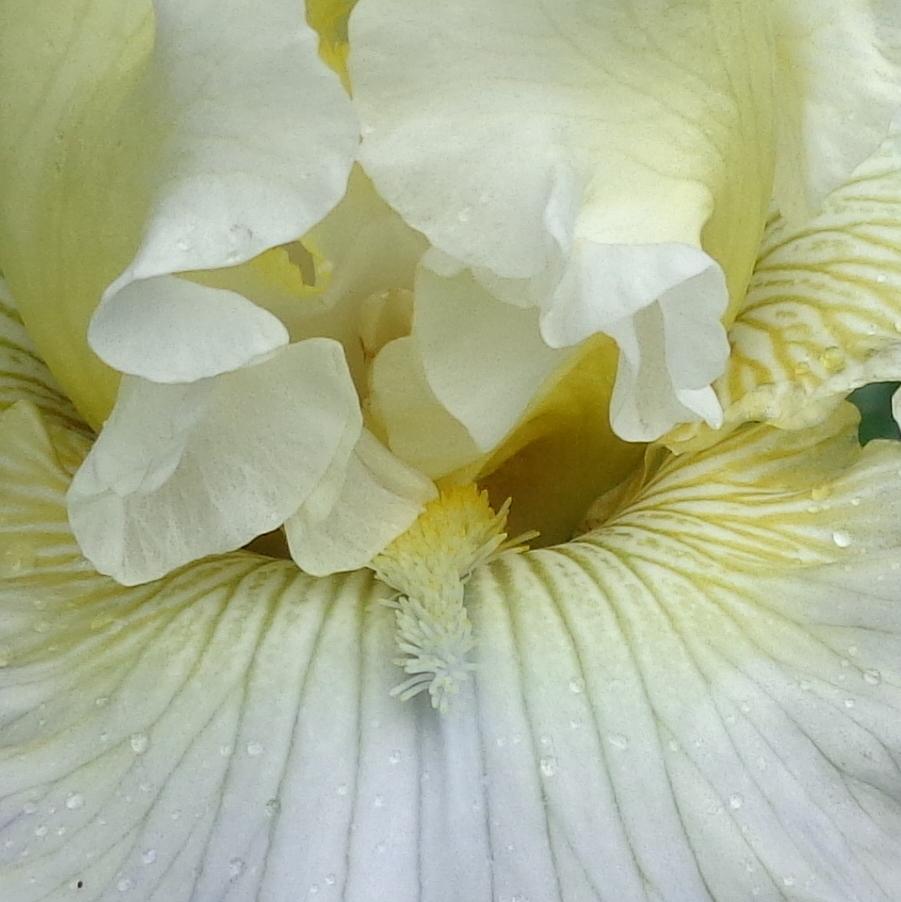 Photo of the stamens, filaments and pistils of Tall Bearded Iris (Iris ...