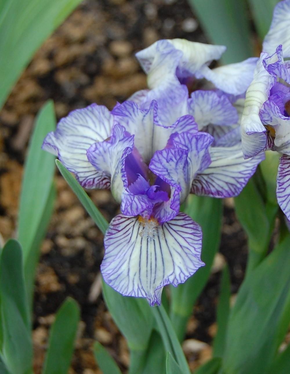Standard Dwarf Bearded Iris (Iris 'Familiar Face') in the Irises ...