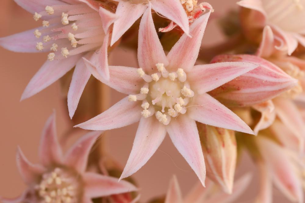 Photo of the bloom of Pinwheel Aeonium (Aeonium haworthii) posted by ...