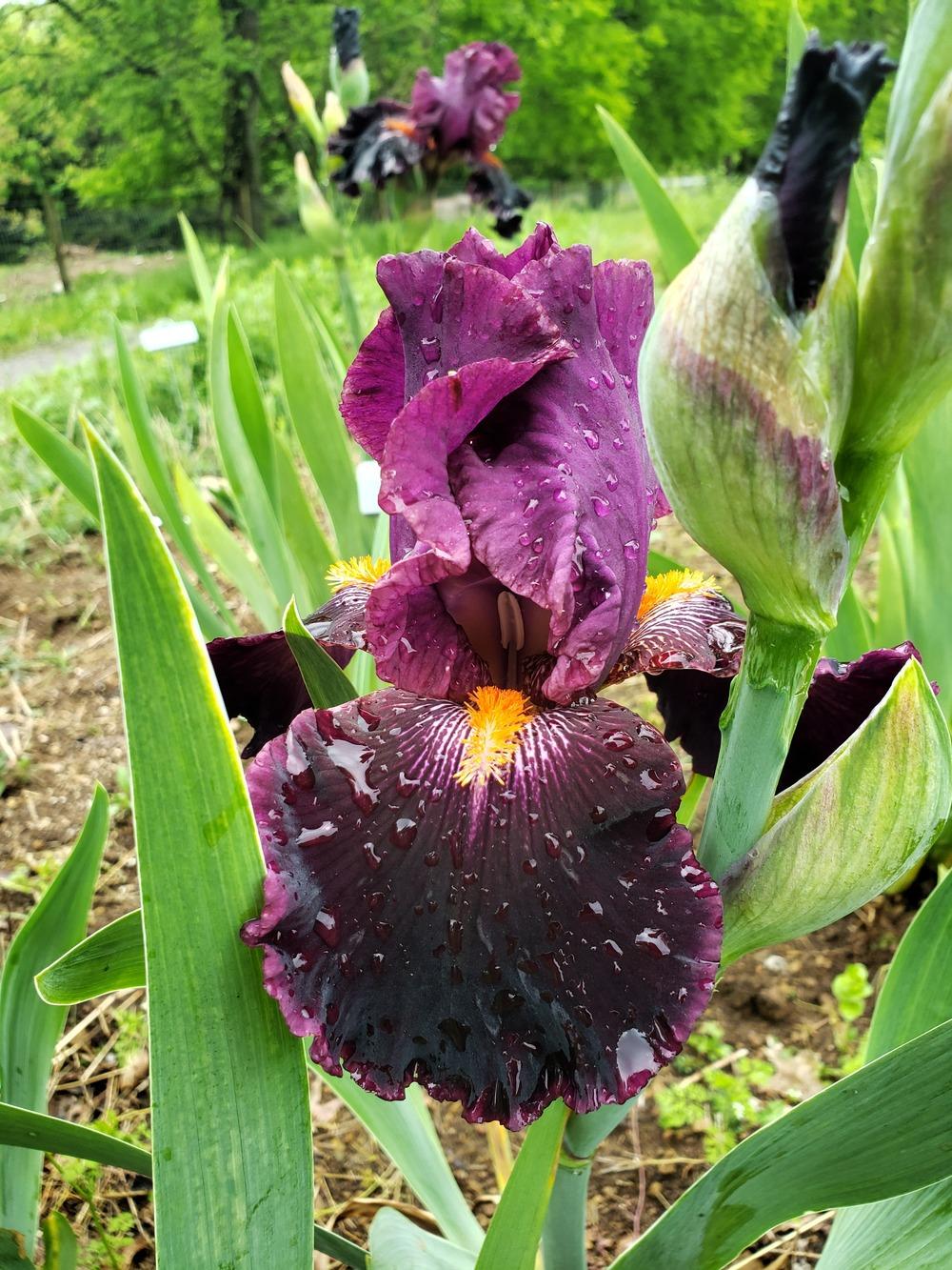 Photo of the bloom of Tall Bearded Iris (Iris 'Night Fever') posted by ...