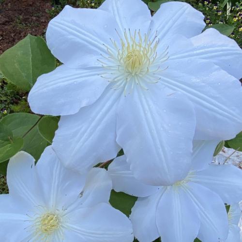 Clematis (Clematis lanuginosa 'Candida') in the Clematis Database ...