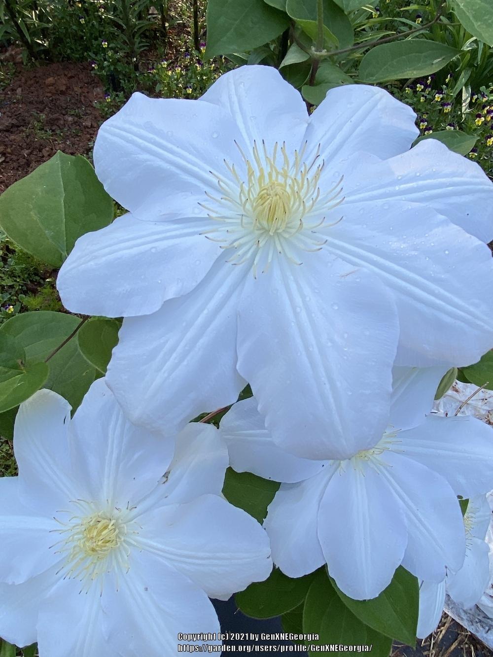 Clematis (Clematis lanuginosa 'Candida') in the Clematis Database ...