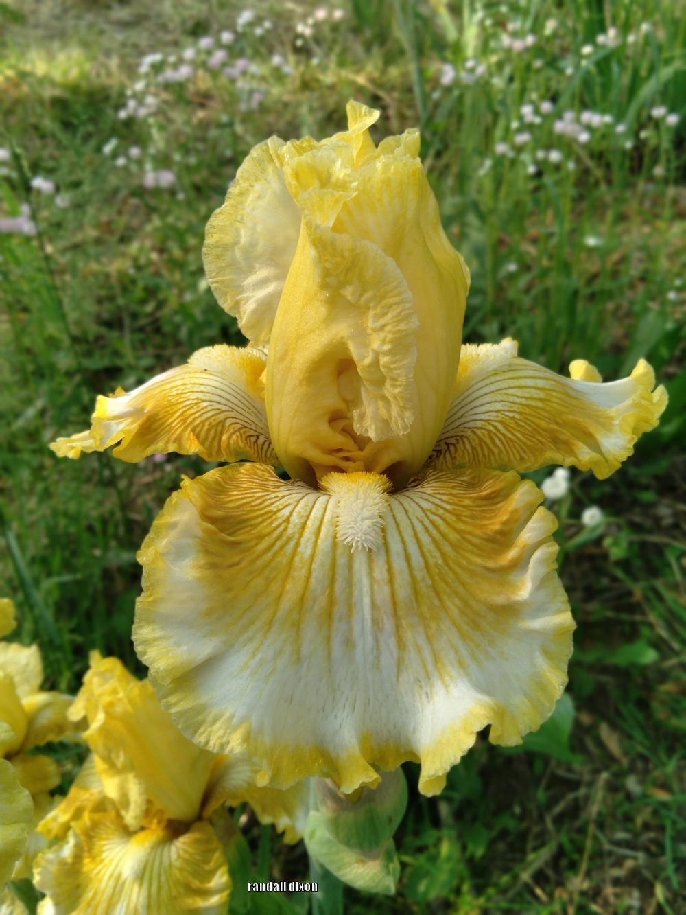 Photo of the bloom of Tall Bearded Iris (Iris 'All Smiles') posted by ...