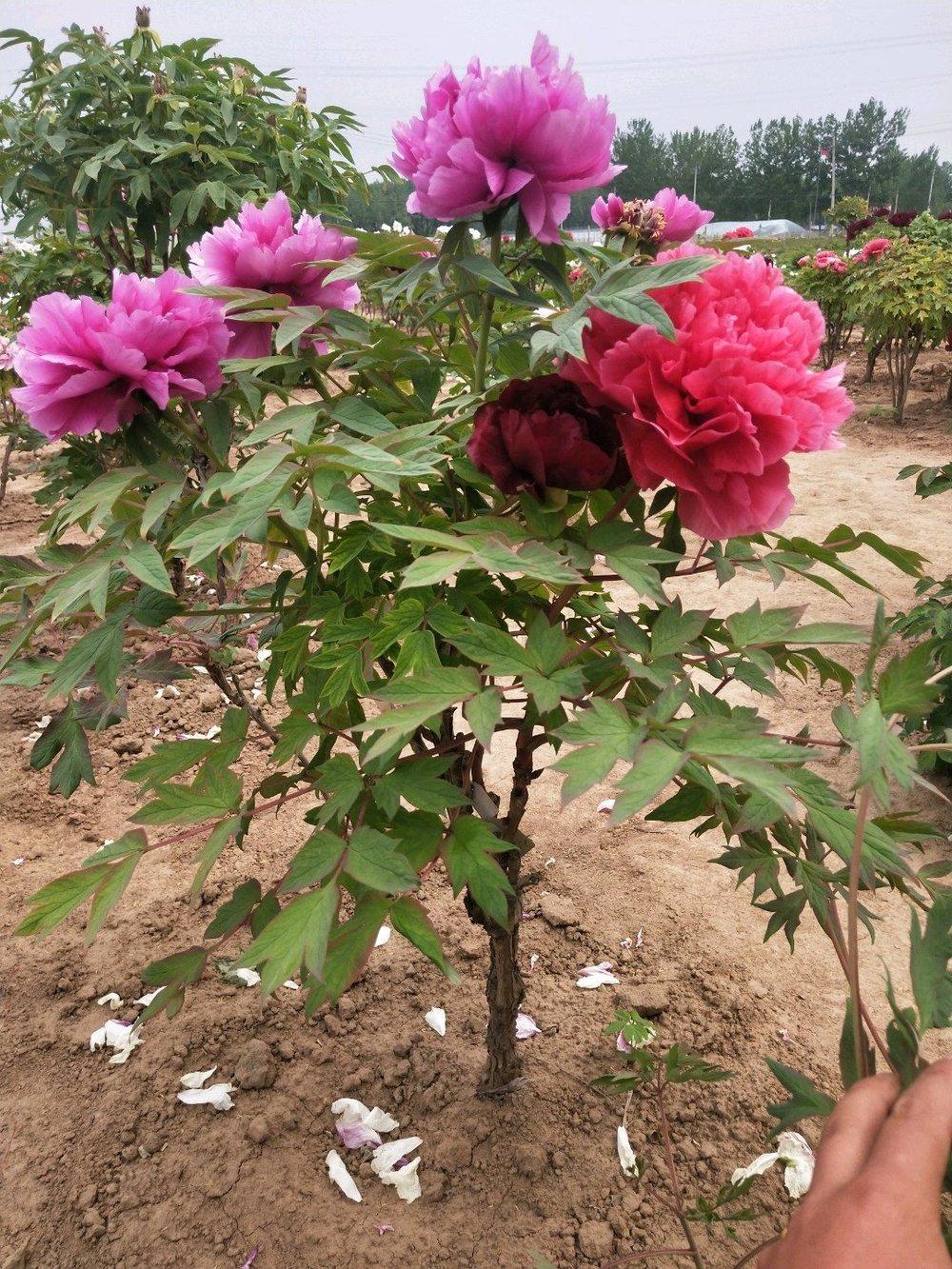 2021 Woody/Tree Peony Blooms in the Peonies forum - Garden.org