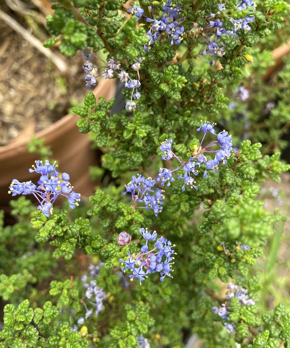 Ceanothus 'Ebbet's Field' - Garden.org