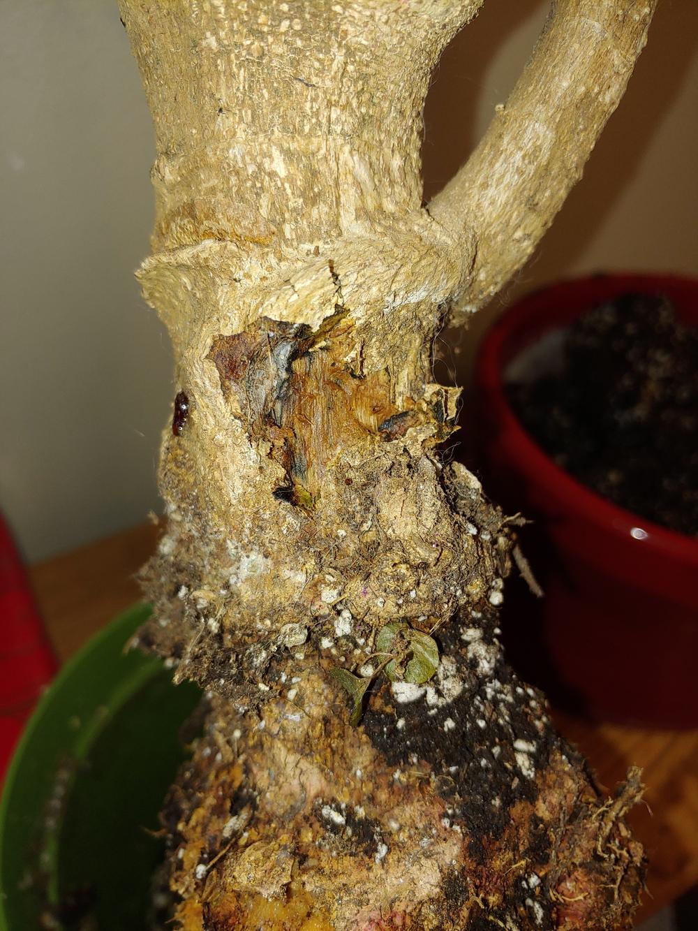 Aralia Fabian stump has root/stump rot in the Ask a Question forum ...