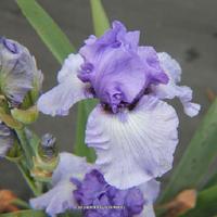 Tall Bearded Iris (Iris 'Poet's Rhyme') in the Irises Database - Garden.org