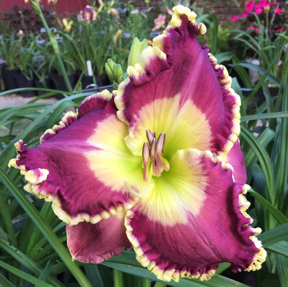 Daylily (Hemerocallis 'Berry Ambitious') in the Daylilies Database ...