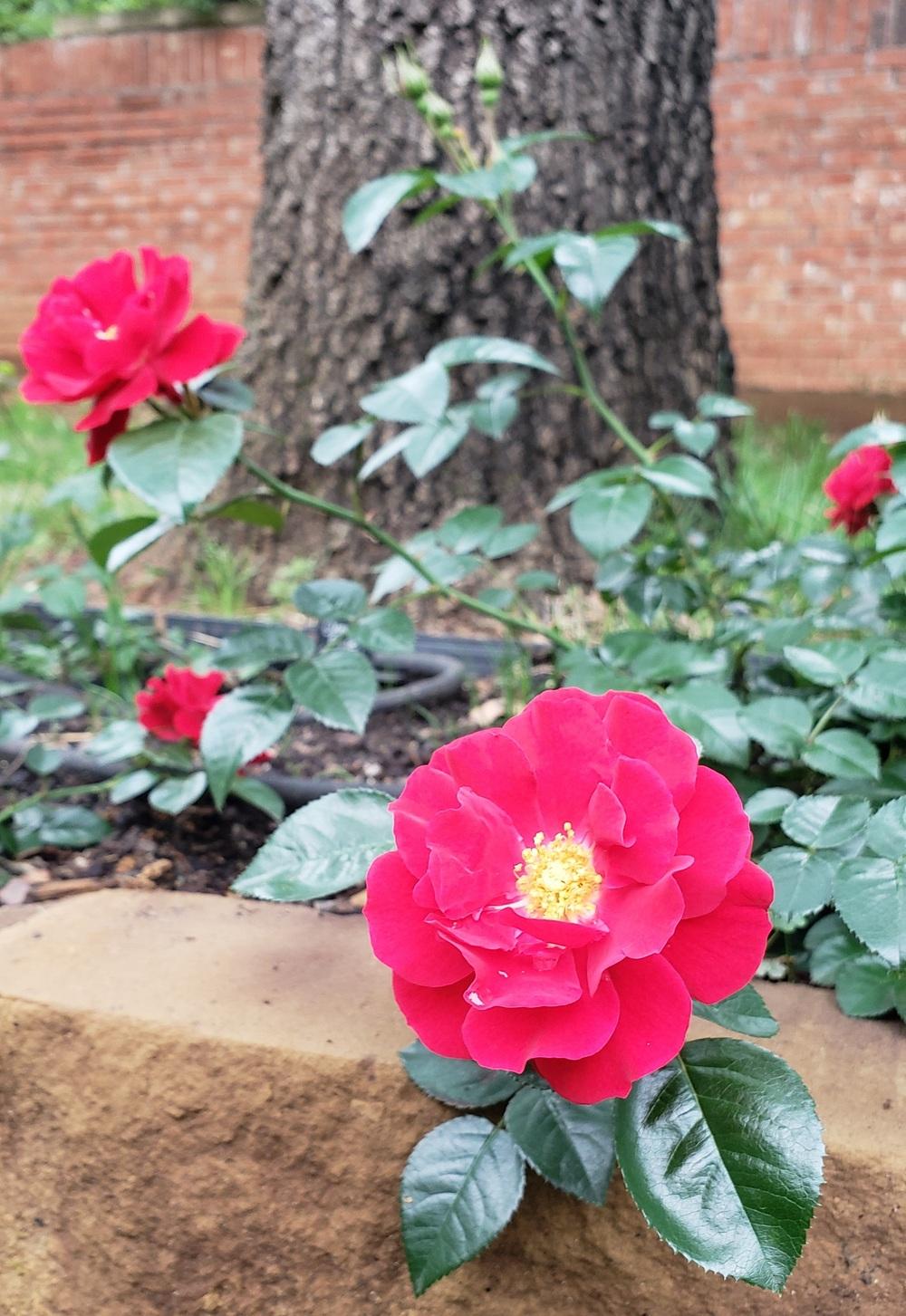 Photo of the entire plant of Rose (Rosa 'Red Ribbons') posted by ...